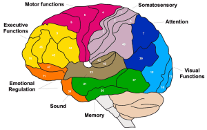 Brodmann Areas: Mapping the Brain's Functional Regions - Very Big Brain